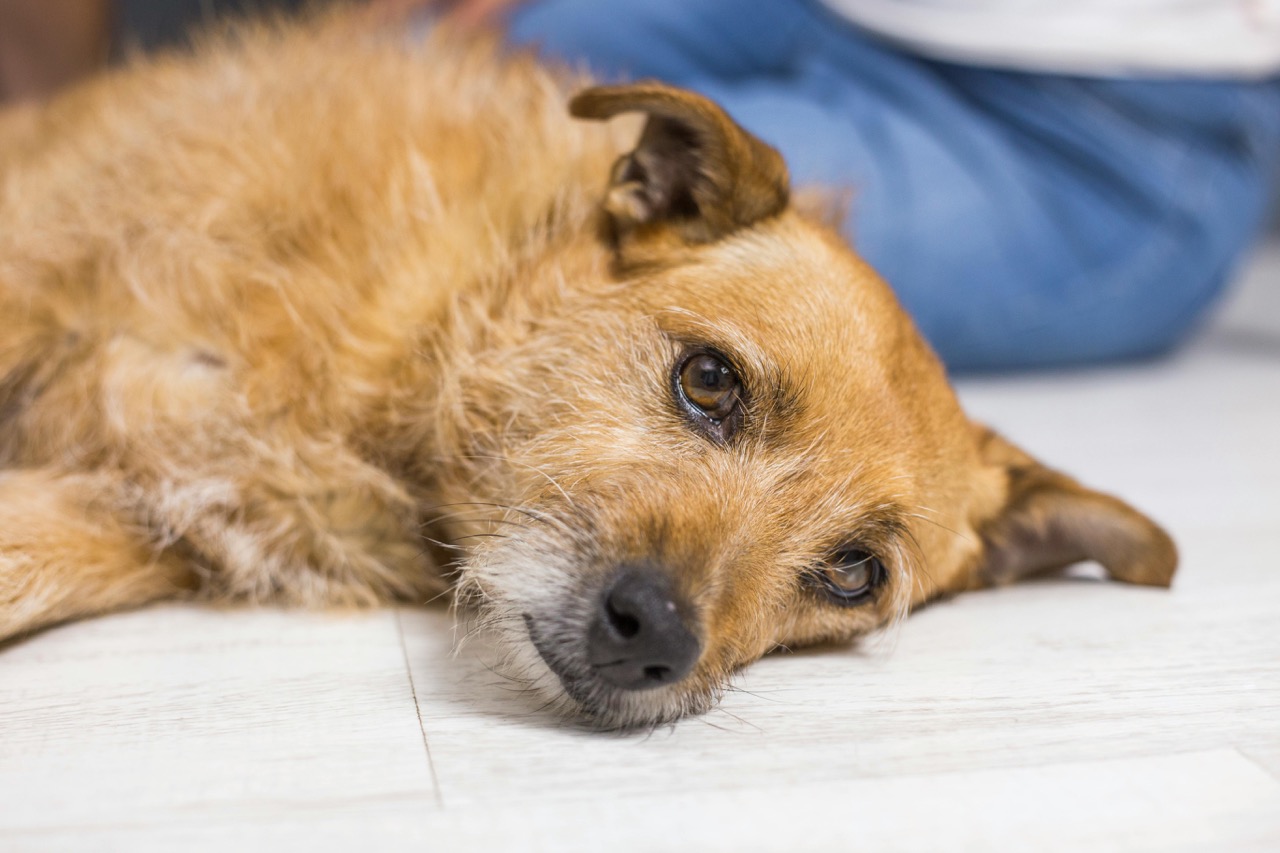How to Read Your Dog's Poop