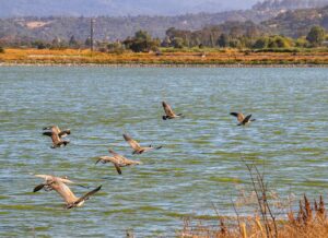Wild Duck Migration Patterns: Understanding Routes, Timing, and Behavior