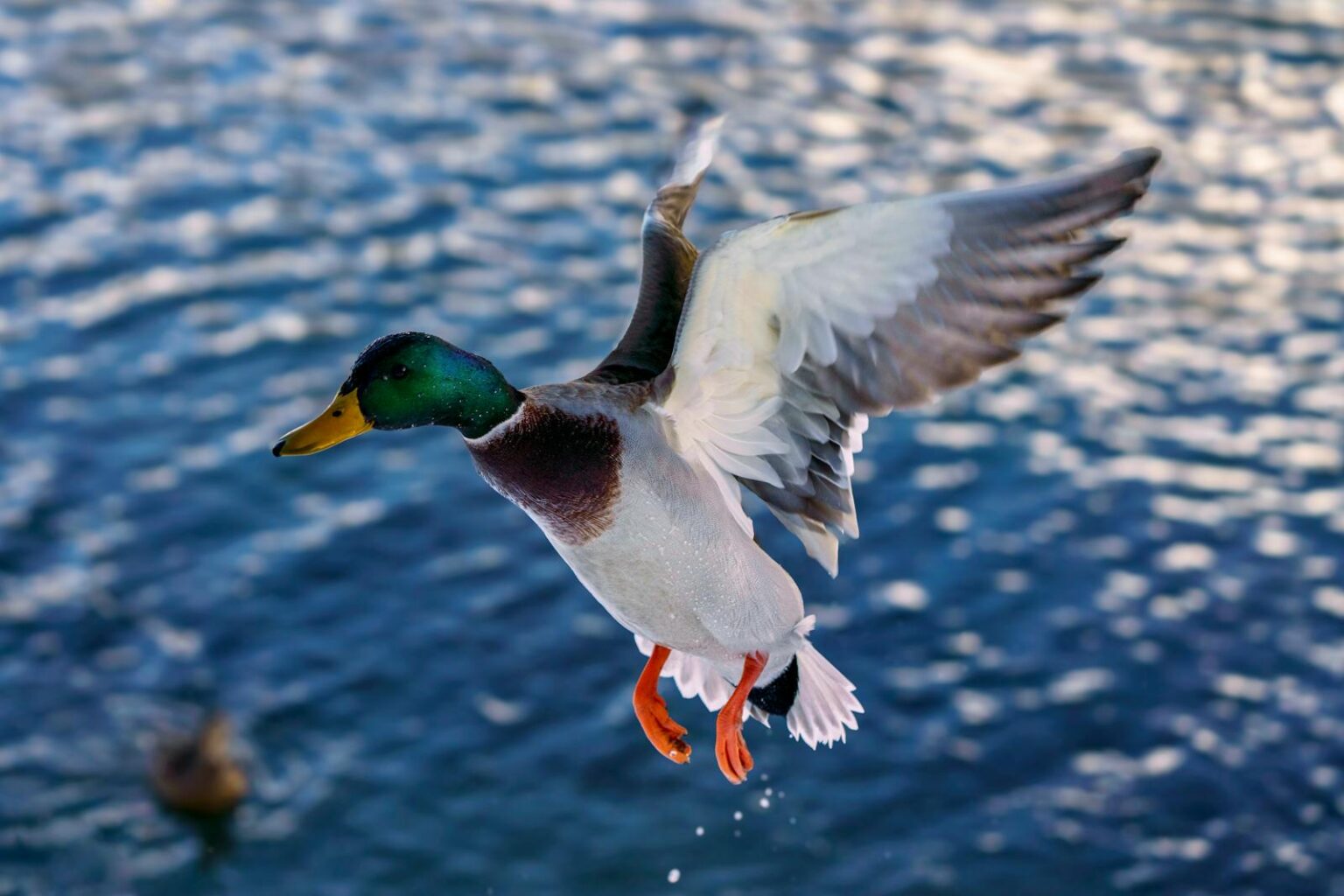 Wild Duck Migration Patterns: Understanding Routes, Timing, and Behavior