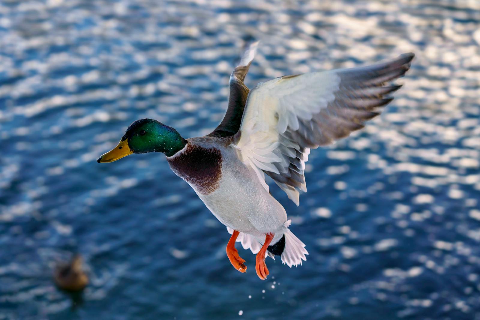 Wild Duck Migration Patterns: Understanding Routes, Timing, and Behavior